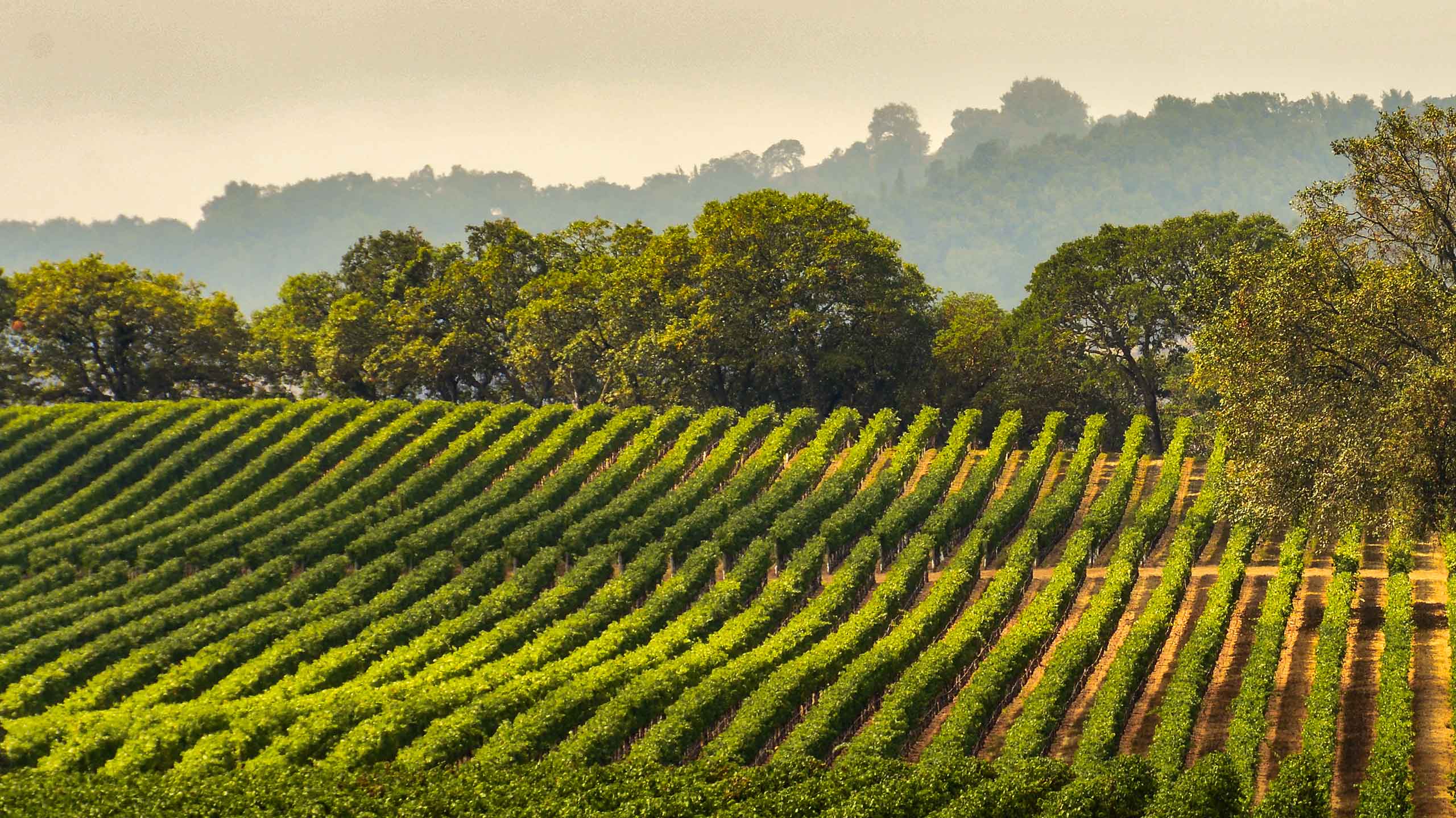 From the Ground Up – The Wine Movement Story | Wine Movement